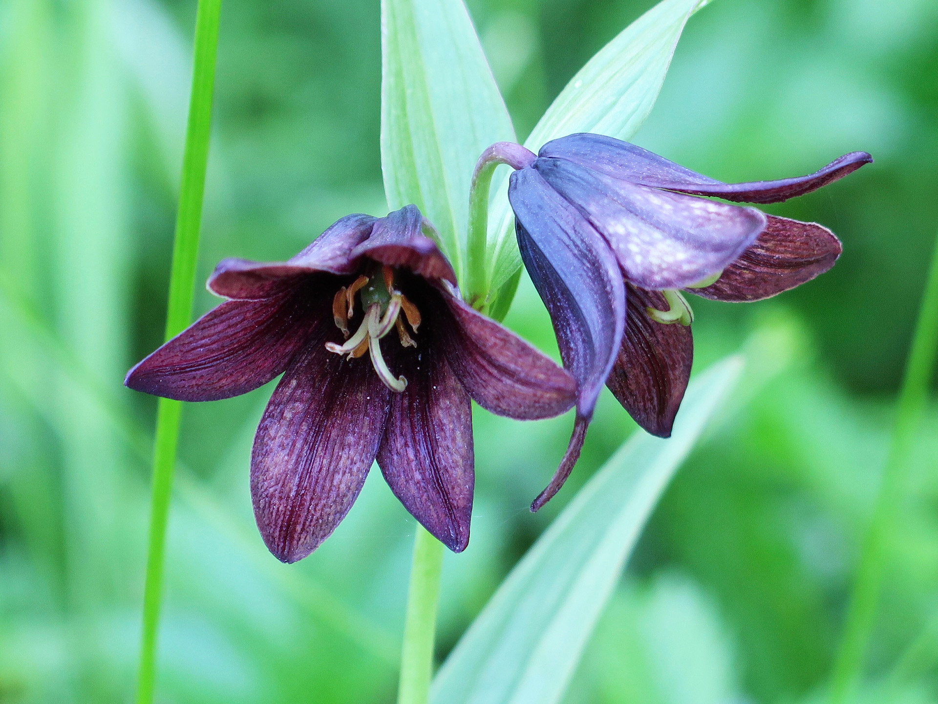 Lily Flowers Brown