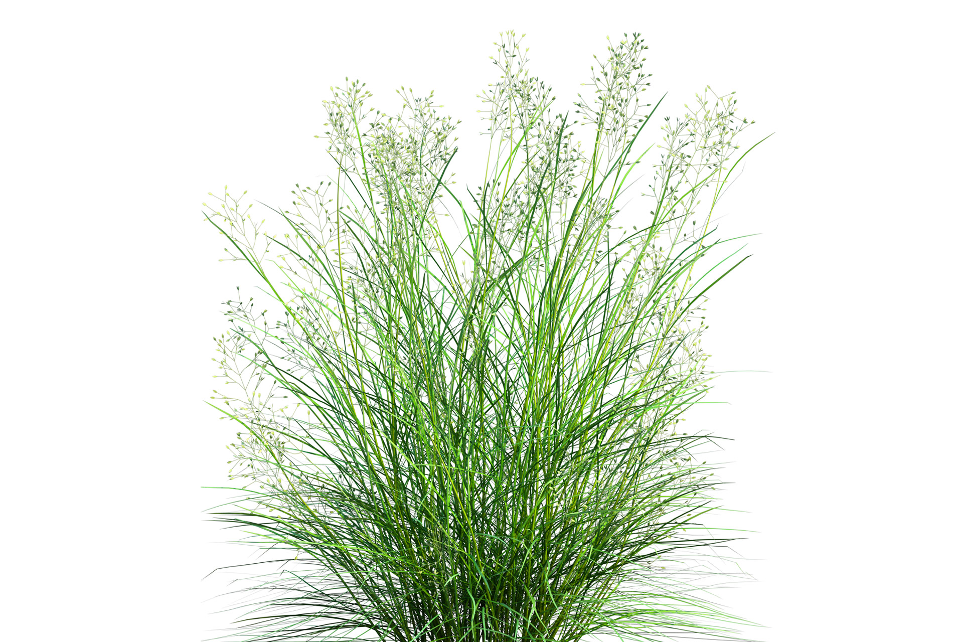 Indian Ricegrass | native plants for sale | Native Foods Nursery