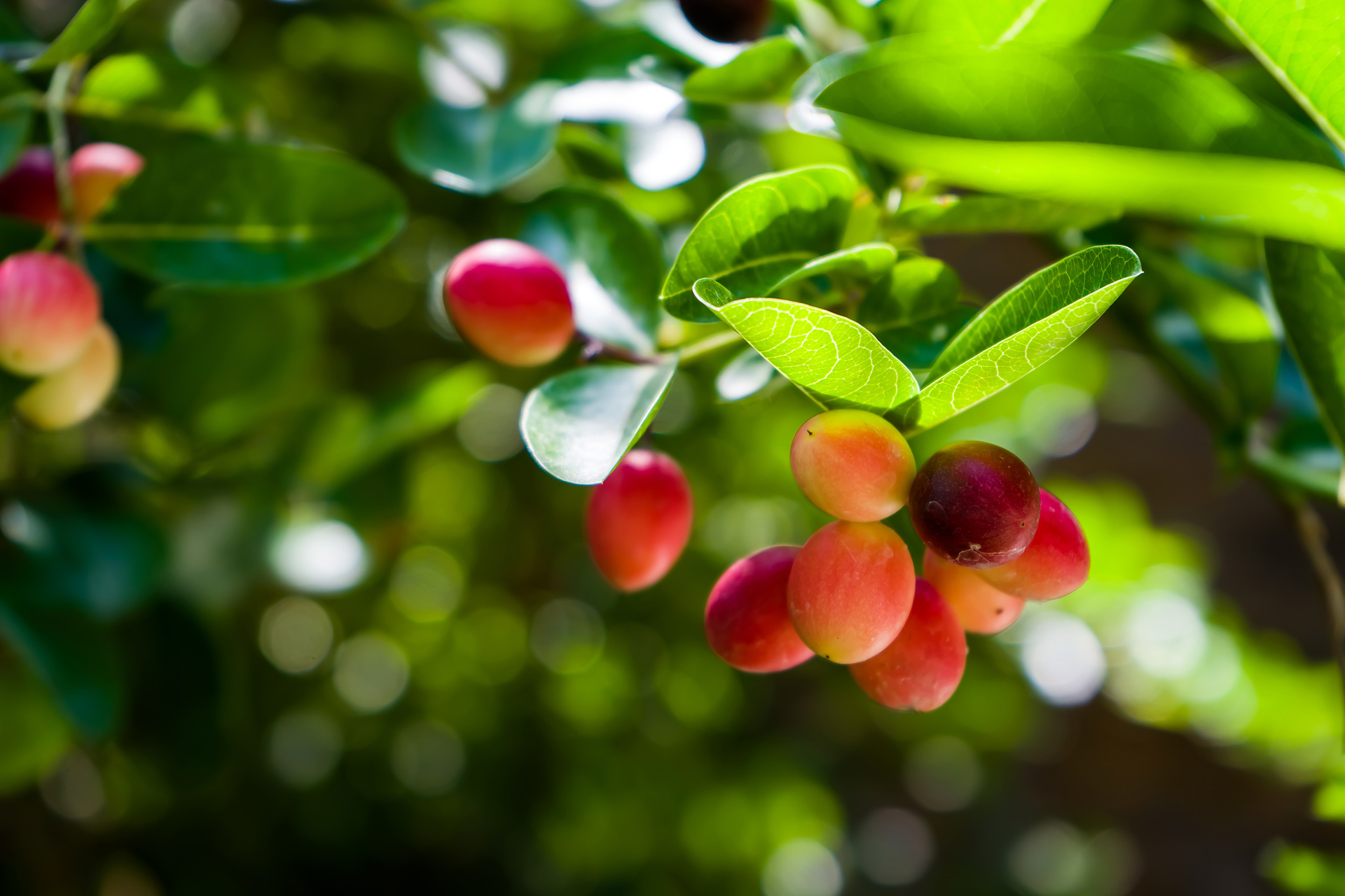 Oso Berry | native fruit trees for sale | Native Foods Nursery