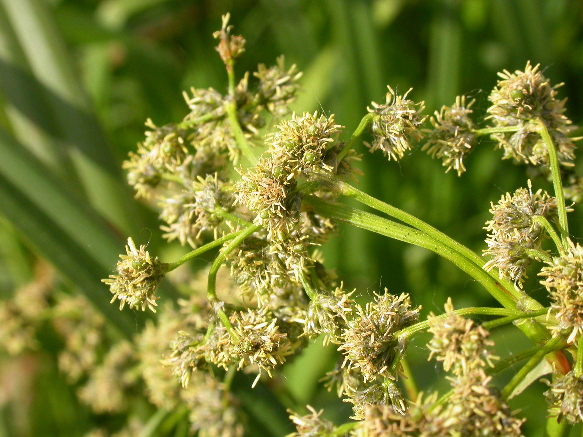scirpus microcarpus native range