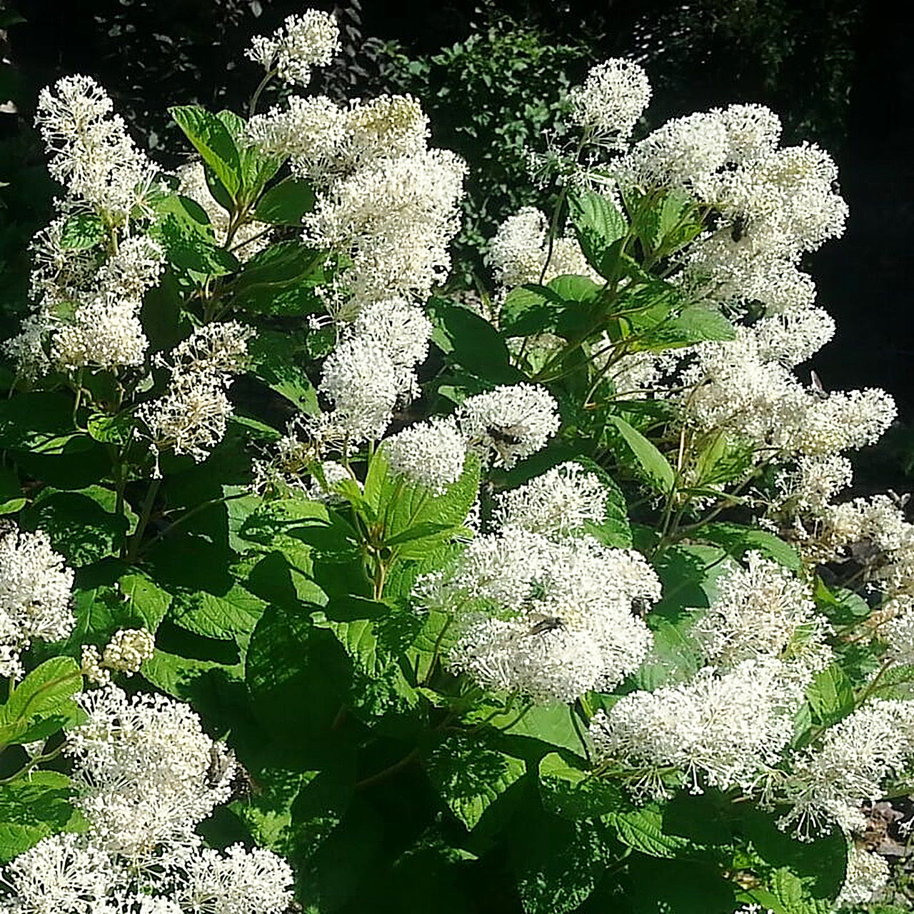ceanothus shrub problems