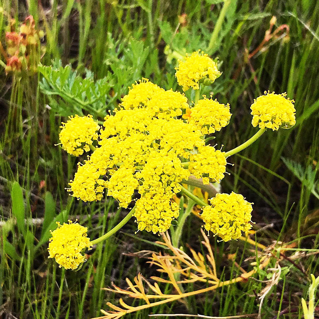 Spring Gold | Buy Native Plants | Native Foods Nursery