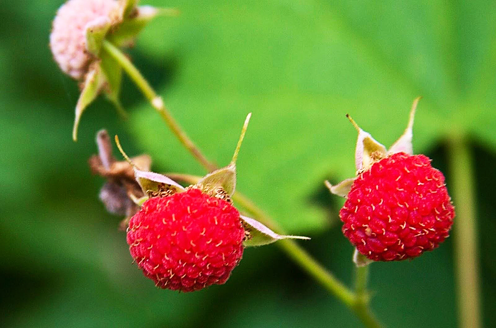 thimbleberry leaves