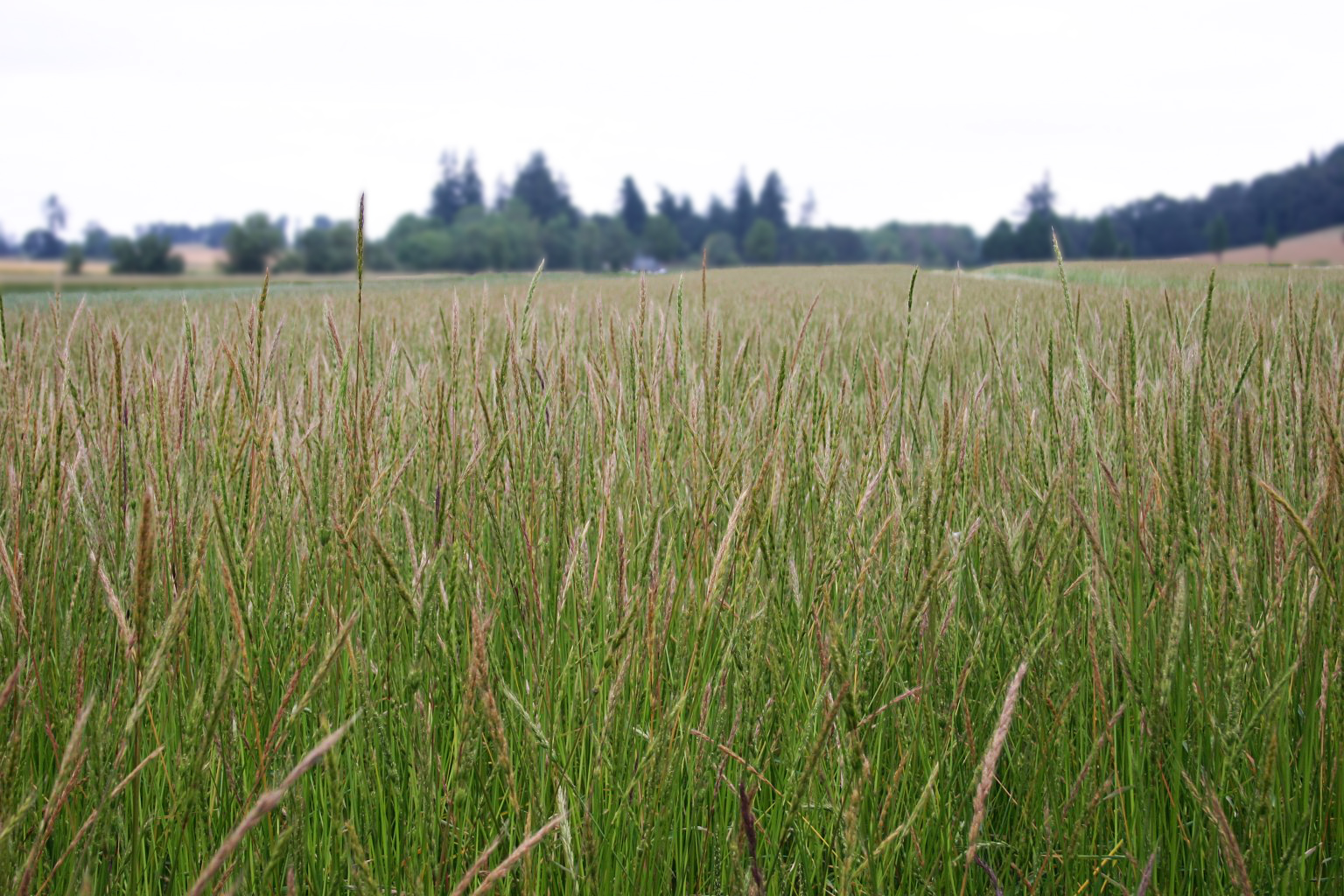 Wild Rye | native plants for sale | Native Foods Nursery