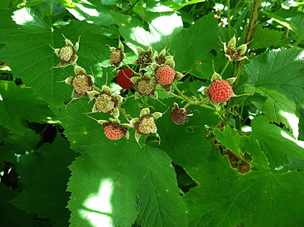 Thimbleberry | native berry plants for sale | Native Foods Nursery