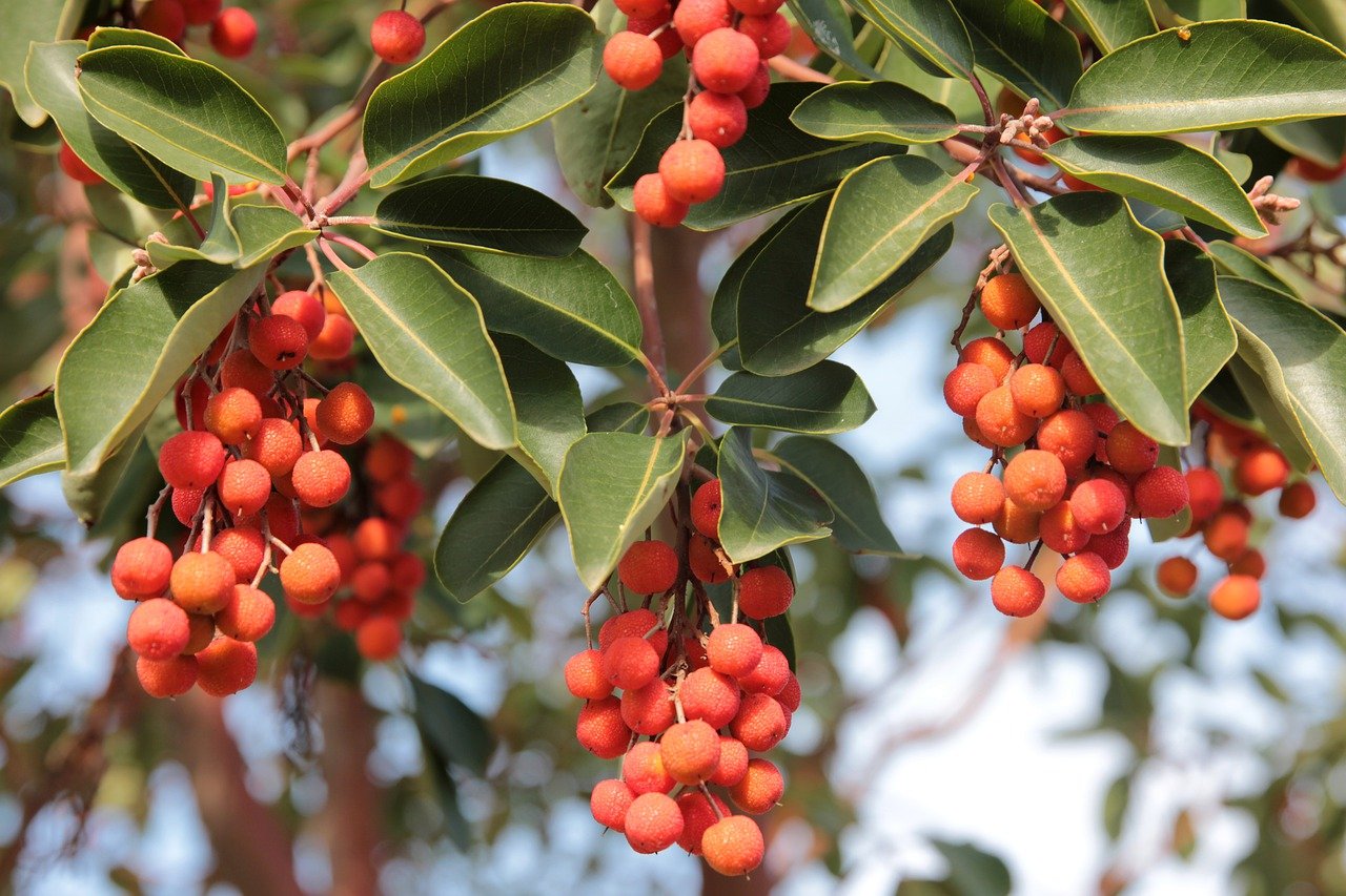 Pacific Madrone | native edible fruit trees for sale | Native Foods Nursery