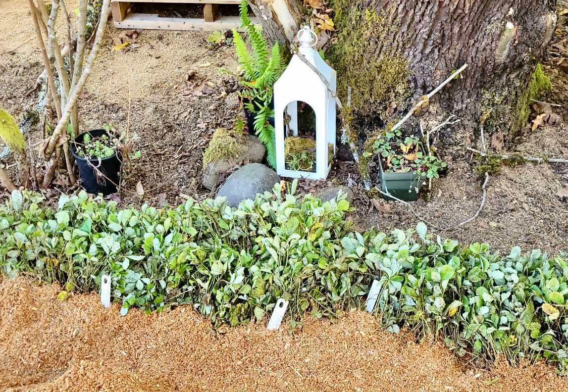 Fall Gardening Top 10 - Native Foods Nursery