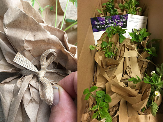 Our Eco Friendly Packaging: just plant the whole box! - Native Foods ...