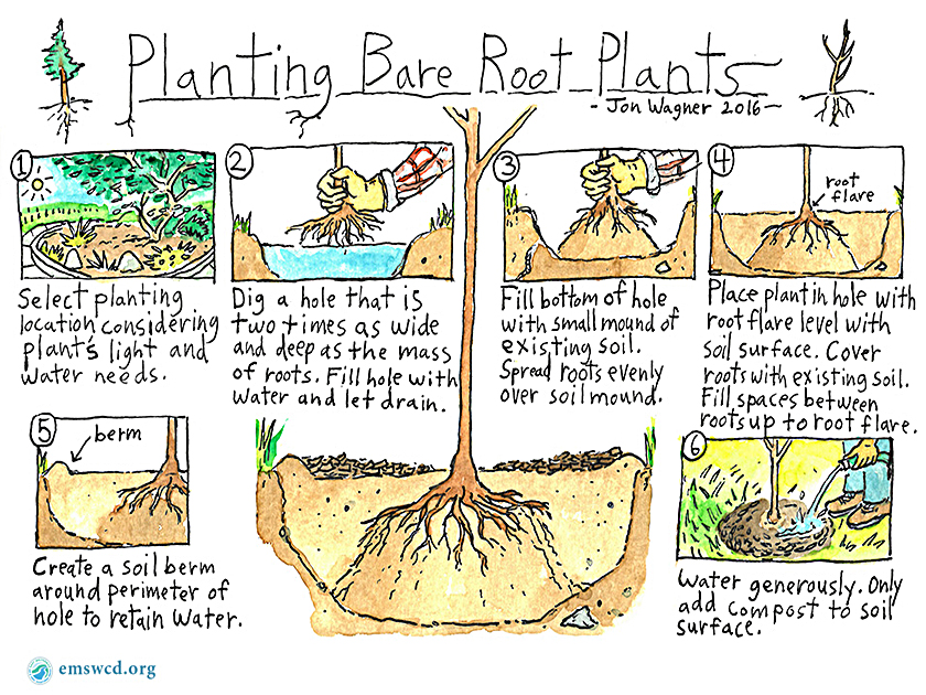 How to Plant Bare Root Plants - Native Foods Nursery