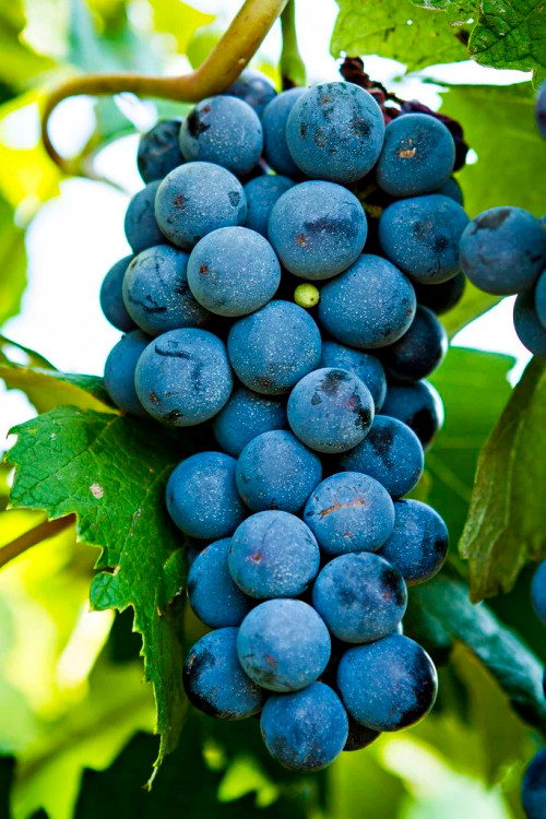 Bluebell Table Grape | native berry plants for sale | Native Foods Nursery