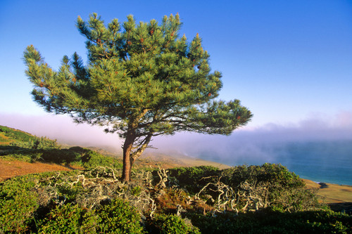 Torrey Pine | native nut trees for sale | Native Foods Nursery