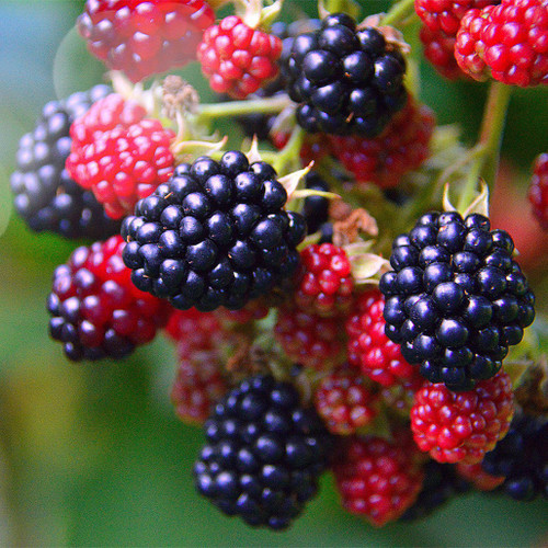 Blackberry - Black Diamond | native berry plants for sale | Native ...