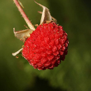 Thimbleberry | native berry plants for sale | Native Foods Nursery