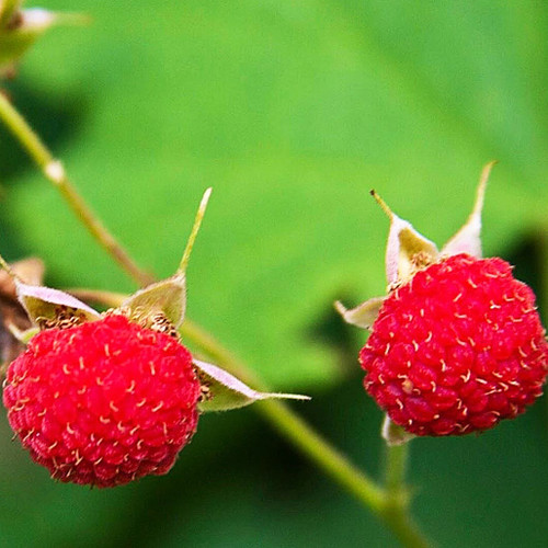 Thimbleberry | Buy Native Plants Online | Native Foods Nursery
