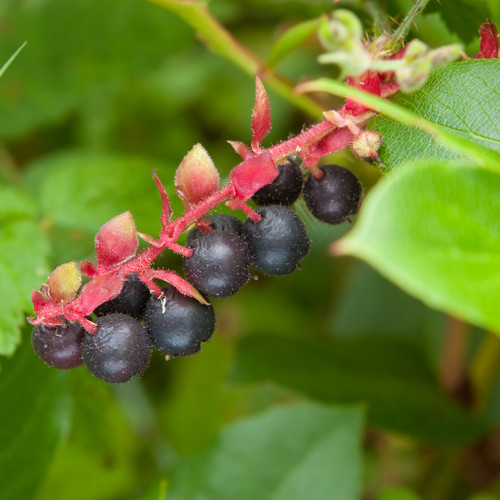 Salal Berry - Native Plants For Sale Online | Native Foods Nursery