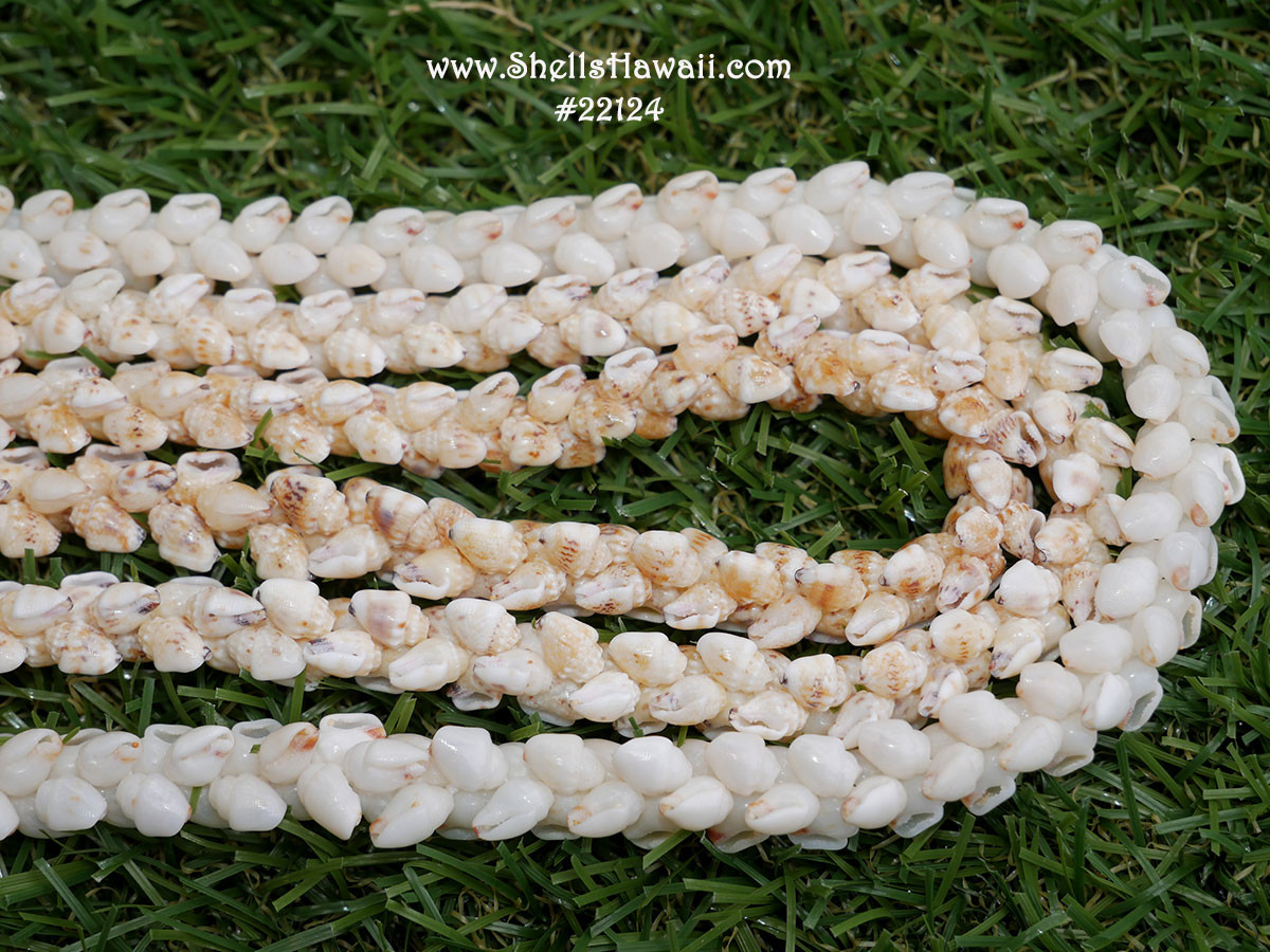 Triple strands Momi pikake style shells lei/Niihau shell lei #22124 ...