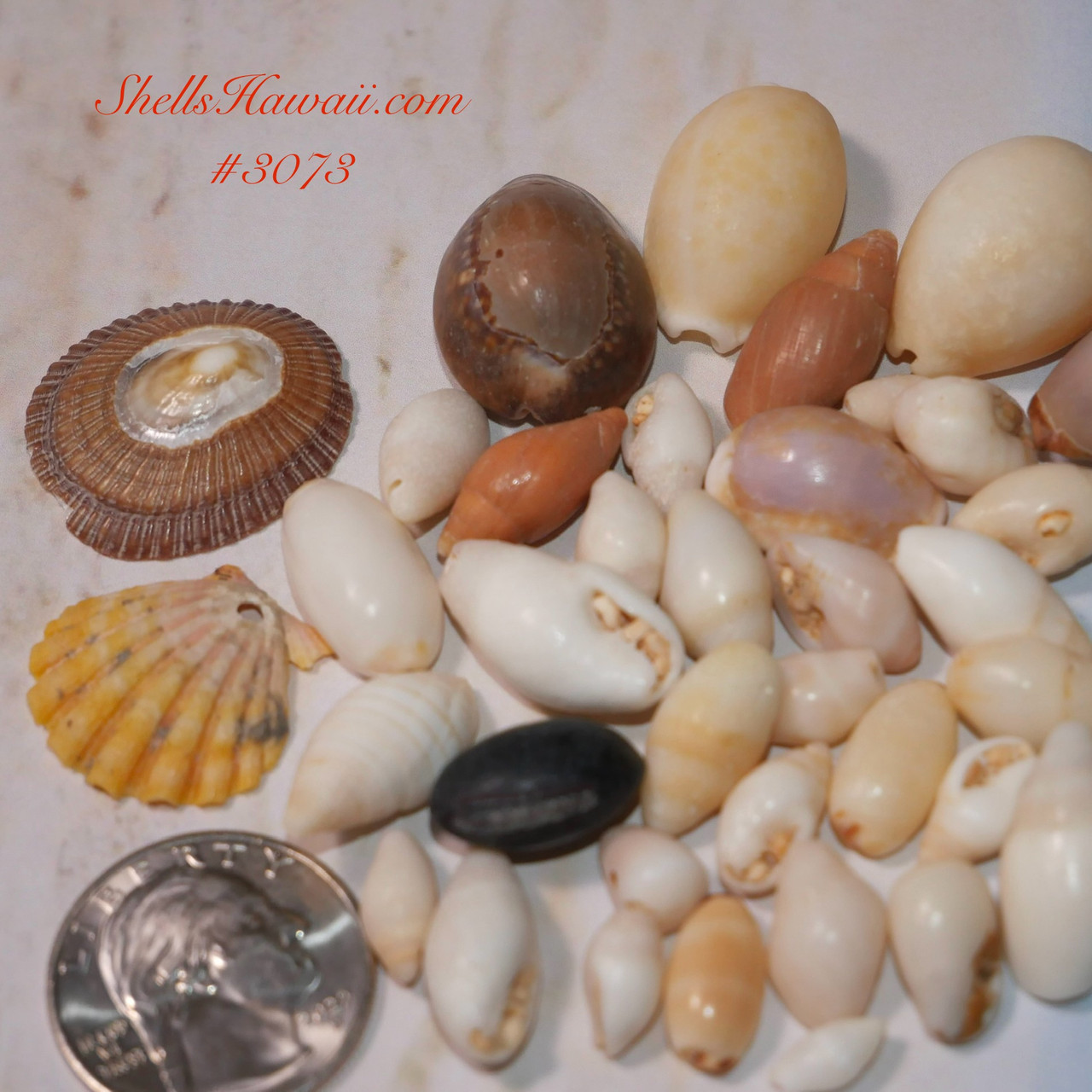 50 pcs large size Hawaiian Puka shells supply