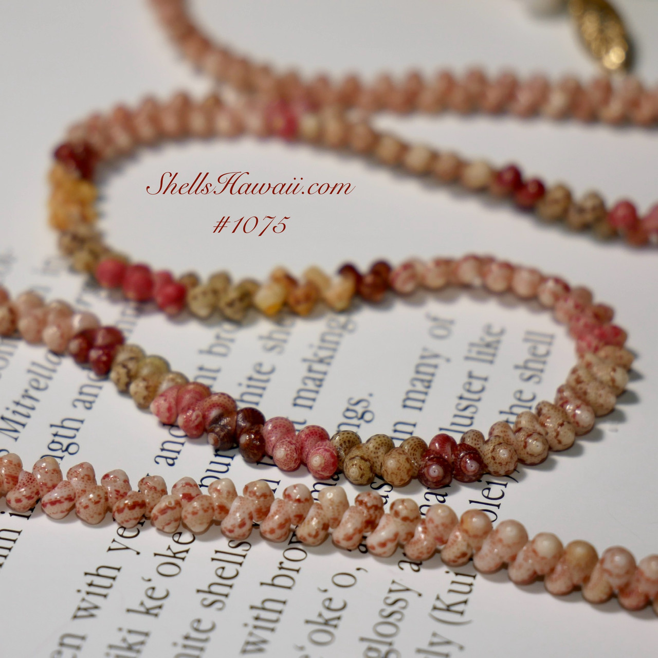 20 1/4" Niʻihau Kahelelani Shell Lei – Manuʻa Loa Style in Hawaiian ...