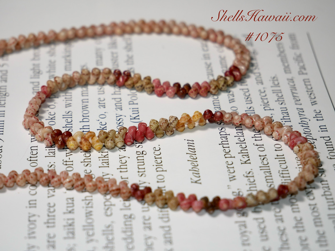 20 1/4" Niʻihau Kahelelani Shell Lei – Manuʻa Loa Style in Hawaiian ...