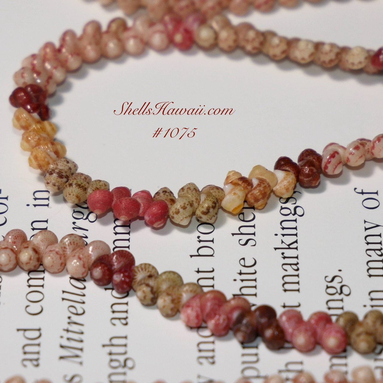 20 1/4" Niʻihau Kahelelani Shell Lei – Manuʻa Loa Style in Hawaiian ...