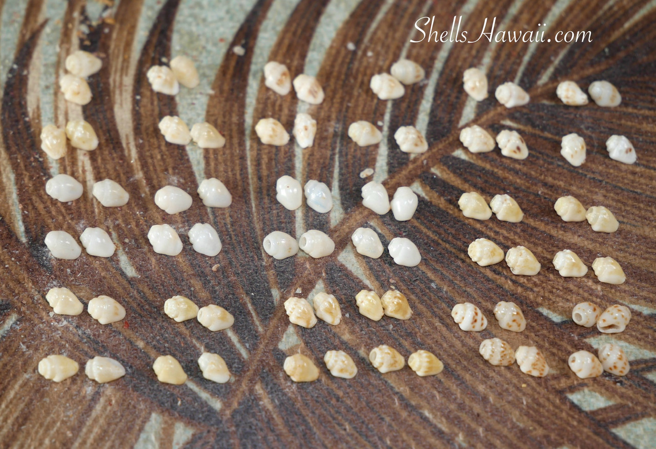3" Niihau shell earrings design in Pikake style #2588