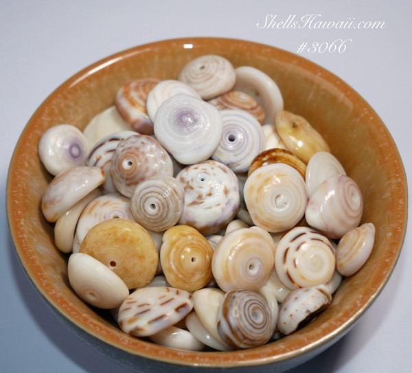 100 pcs Large Hawaiian Puka Shells Supply | Mixed Sizes & Natural ...
