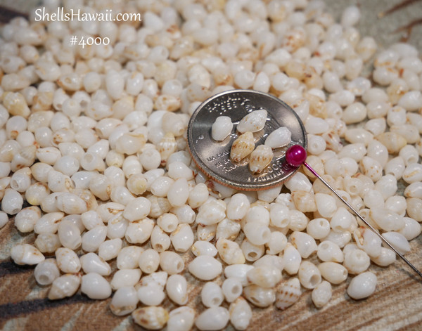 420 pcs Small Momi Shells Shell Supply for Niʻihau Shell Jewelry #4000