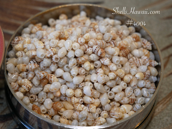 1500 pcs Momi Shells from Niʻihau, S size #4003