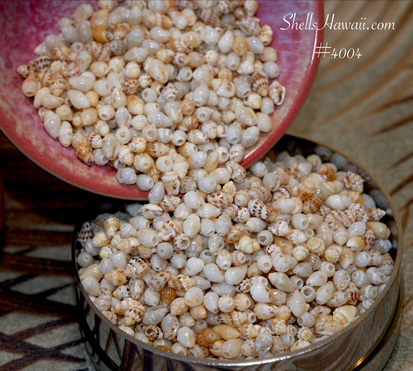 1500 pcs Momi Shells from Niʻihau, S size #4003