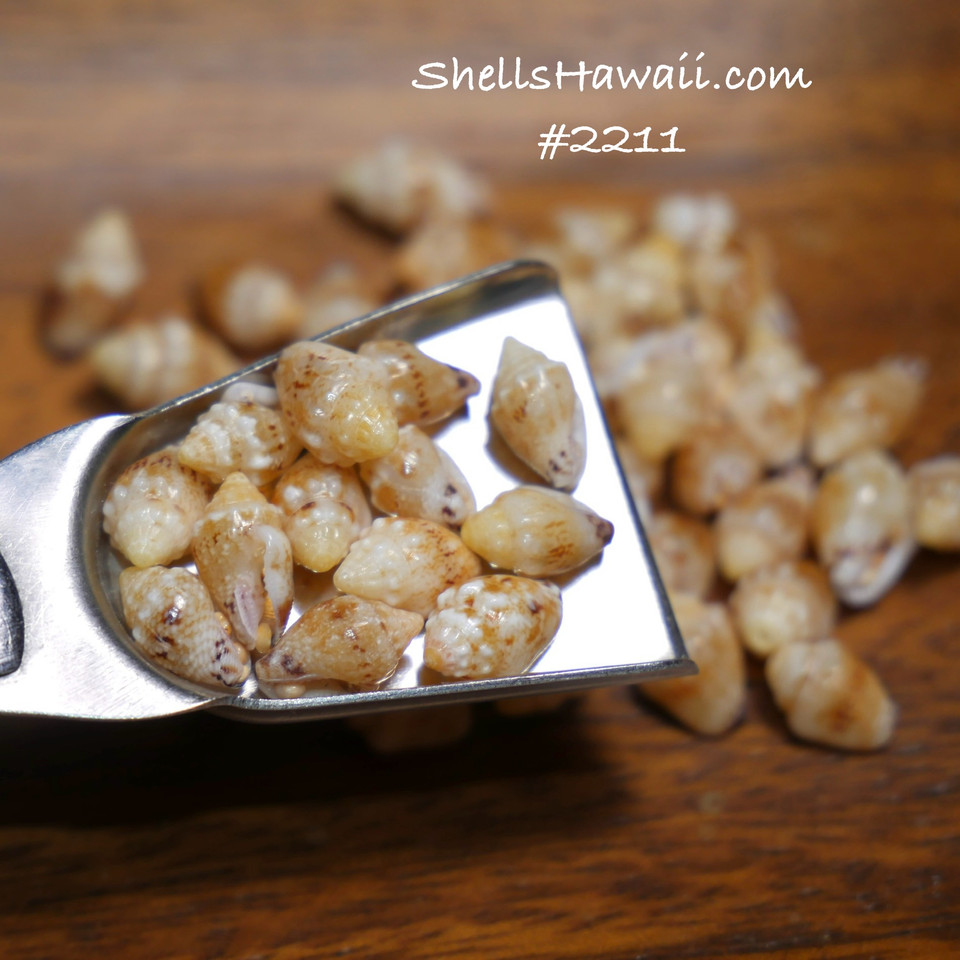 50 pcs yellow Momi shells supply| Pupu Niihau Momi shells| Niihau ...