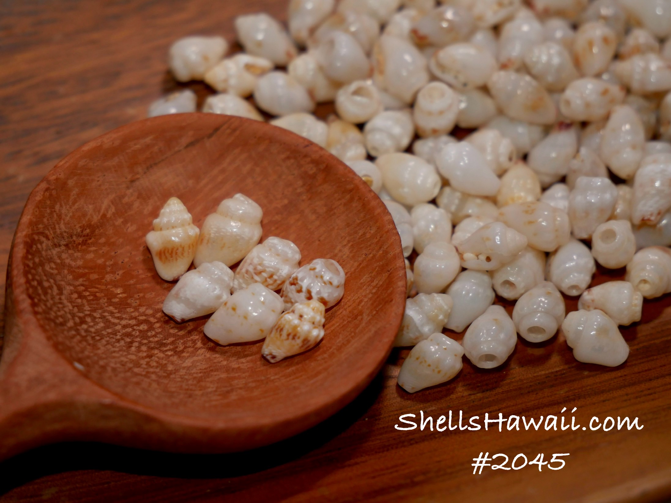 100 pcs larg size blue and yellow Momi shells supply| Pupu O Niihau ...