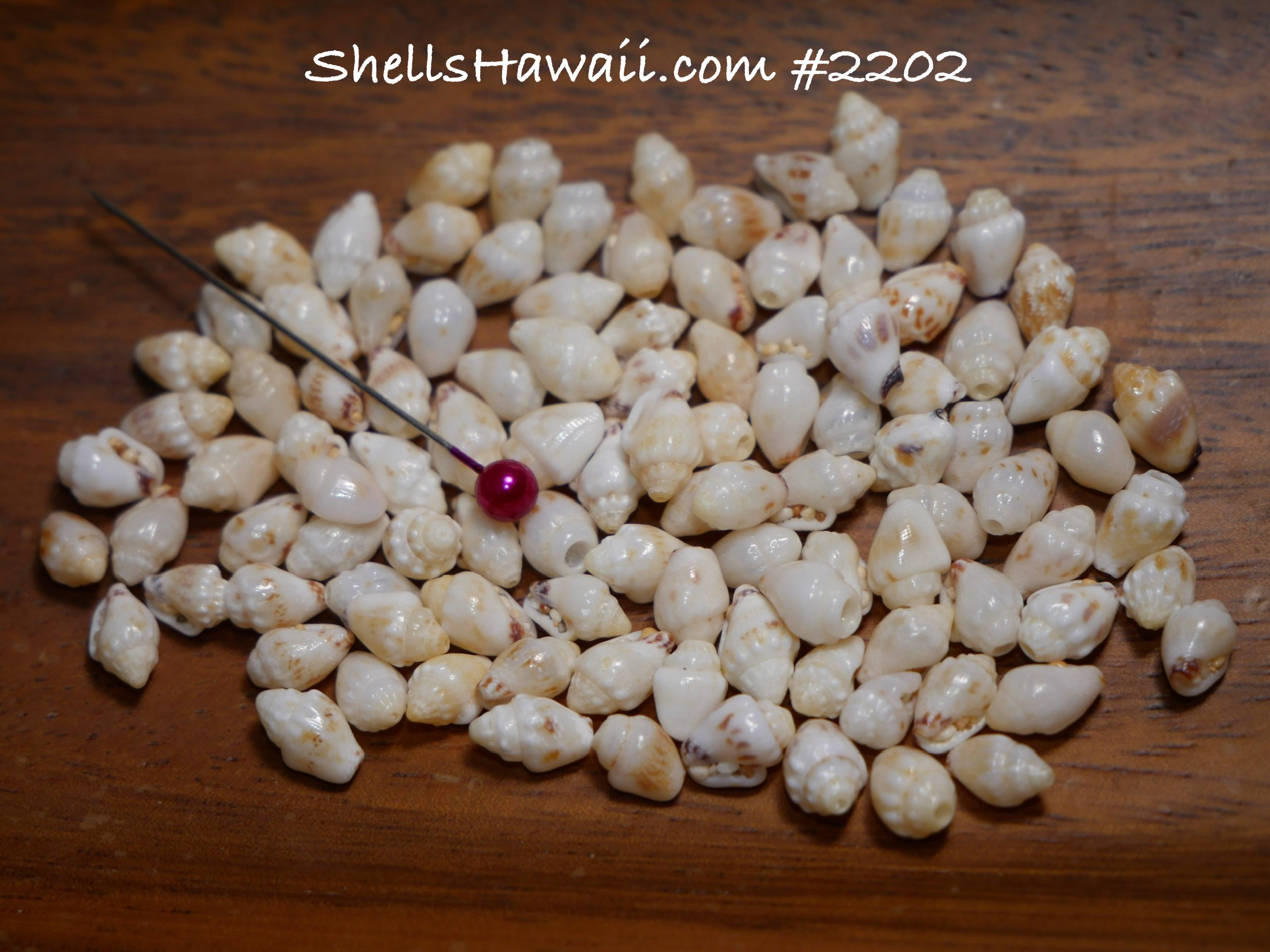 100 pcs loose Momi shells supply from Hawaiʻi + instruction how to make ...