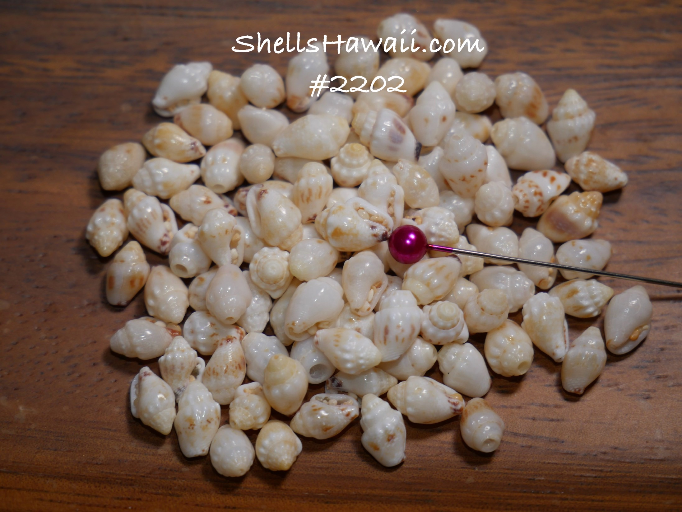 100 pcs loose Momi shells supply from Hawaiʻi #2202