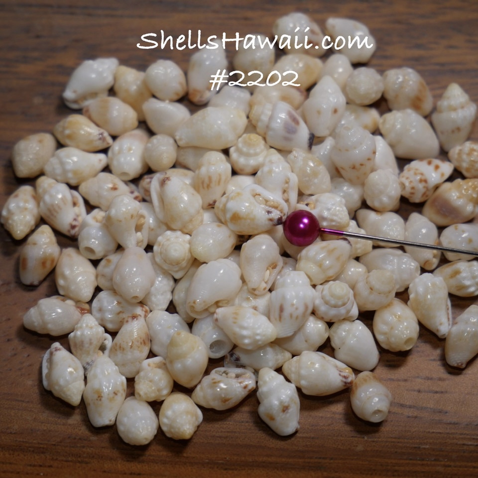 100 pcs loose Momi shells supply from Hawaiʻi #2202