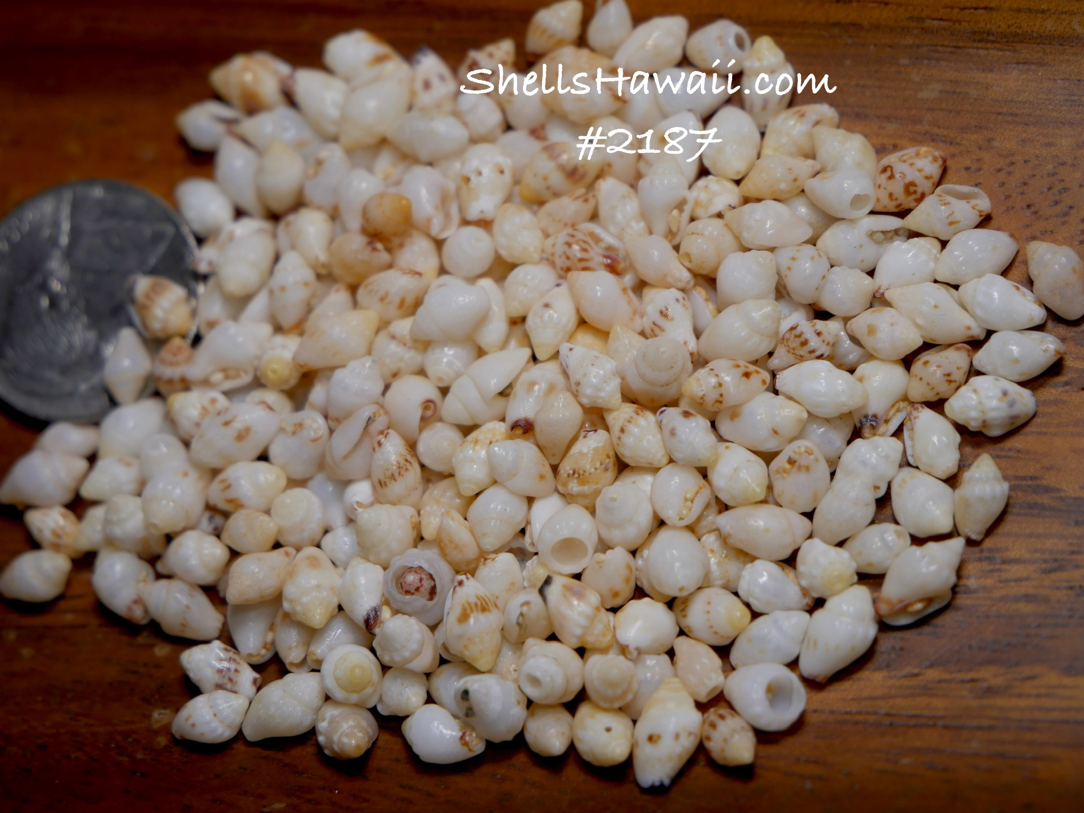 220 pcs loose Momi shells supply for Niʻihau jewelry making ...