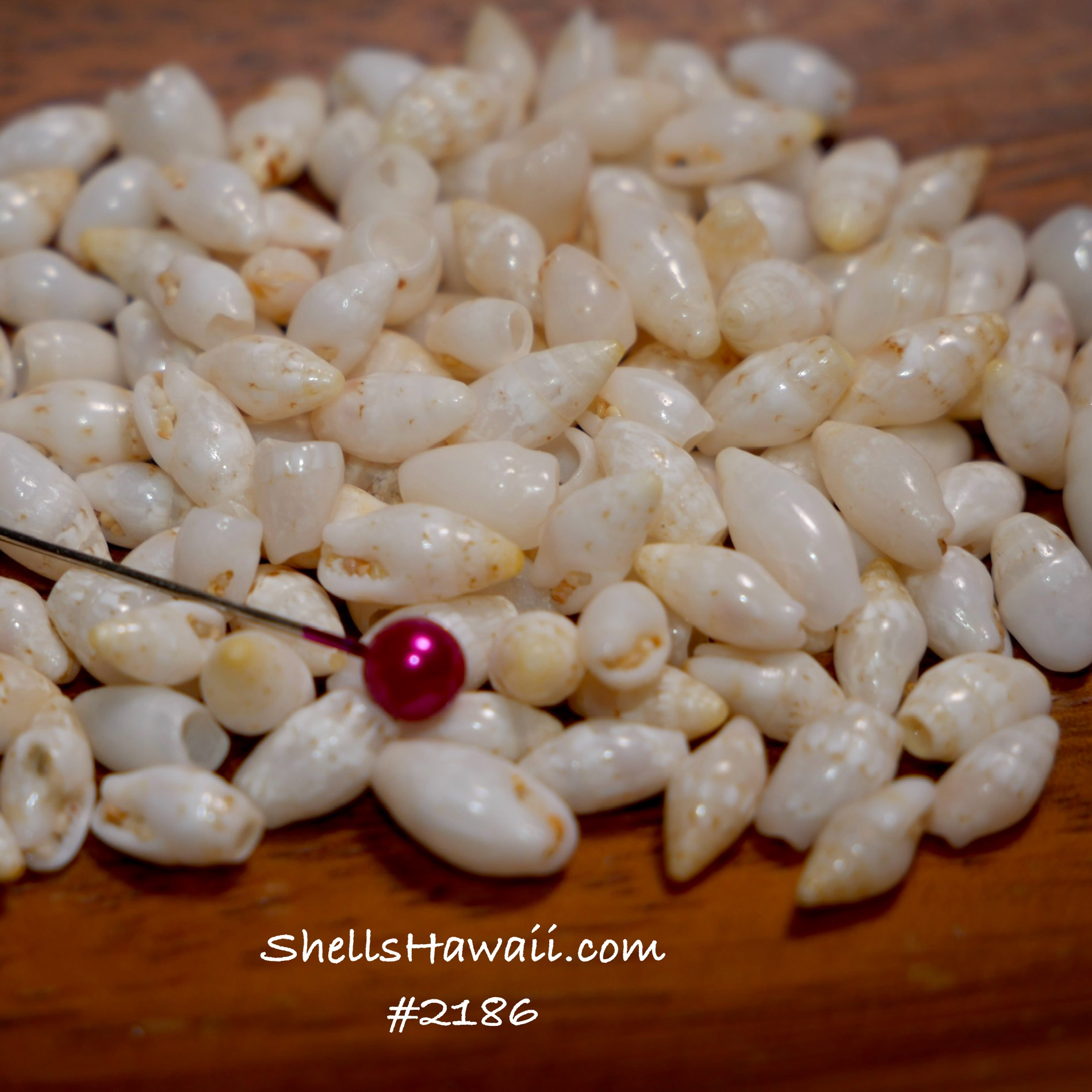 100 pcs Laiki shells supply, Hawaiian seashells for making Niihau ...