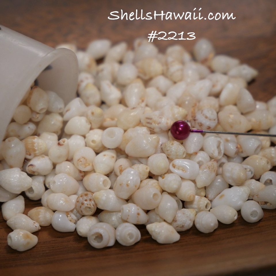 315 pcs Momi shells supply! | Pupu Niihau Momi shells |Niihau shells ...
