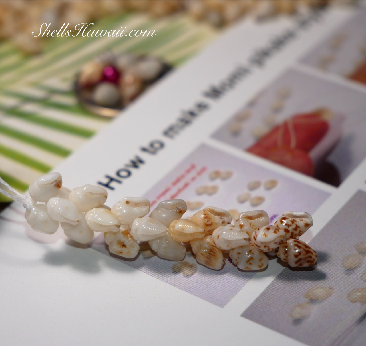 350 pcs Niihau shell supply/ Momi shells + Instruction how to make ...