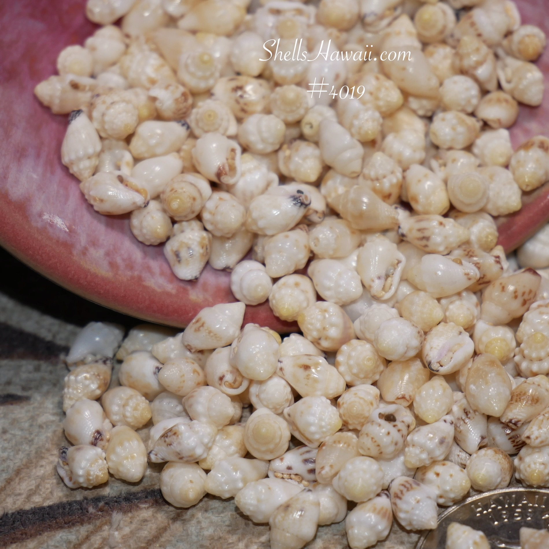 300 pcs Genuine Momi Shells Supply – Light Lenalena Thick Layer Niʻihau ...