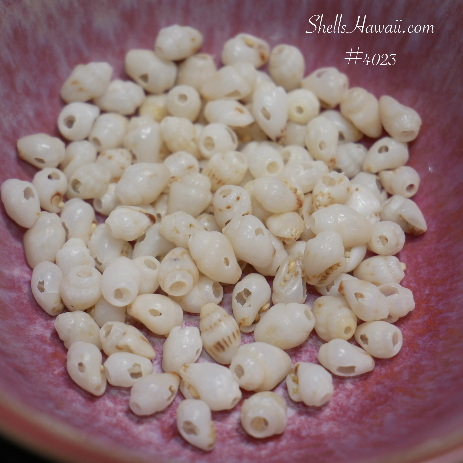 100 pcs Pre-Poked B Grade Momi Shells from Niʻihau – Hawaiian Shell ...