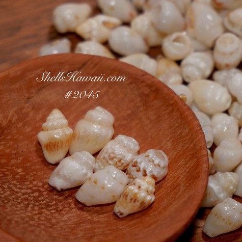 100 pcs larg size blue and yellow Momi shells supply| Pupu O Niihau ...