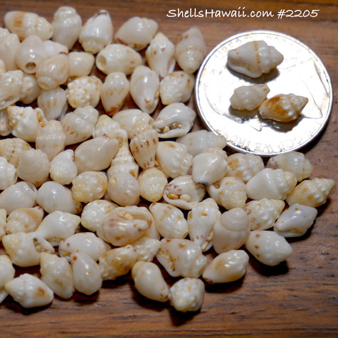 100 pcs Niʻihau Momi Shells Supply – Yellow Hue, High Luster #2205