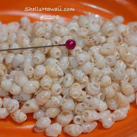 300 pcs pre-poke Momi shells/ Niihau shells supply! | Pupu O Niihau ...