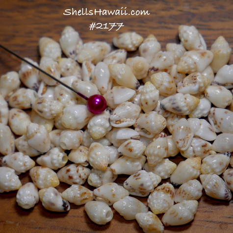 100 pcs Momi shells supply! from Niihau| Pupu O Niihau Momi shells ...