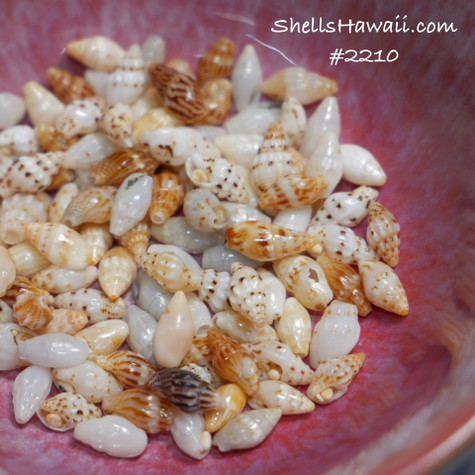 100 pcs mix Laiki shells supply | Niihau Pupu Laiki shells| Shells ...