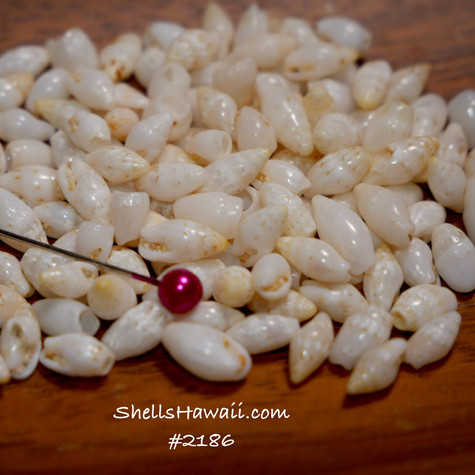 100 pcs Laiki shells supply, Hawaiian seashells for making Niihau ...