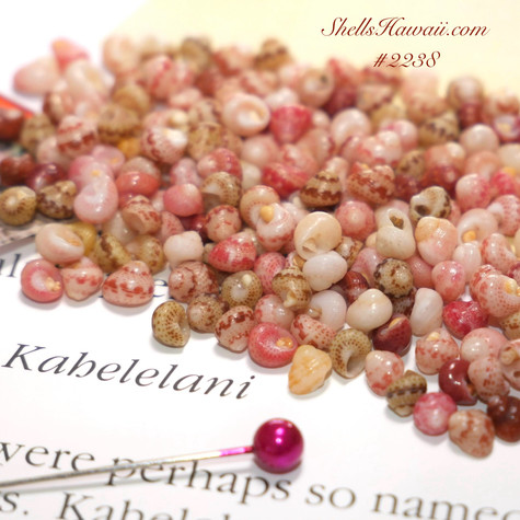 200 pcs Niihau shells supply, Pupu Niihau Kahelelani shells #2238 ...