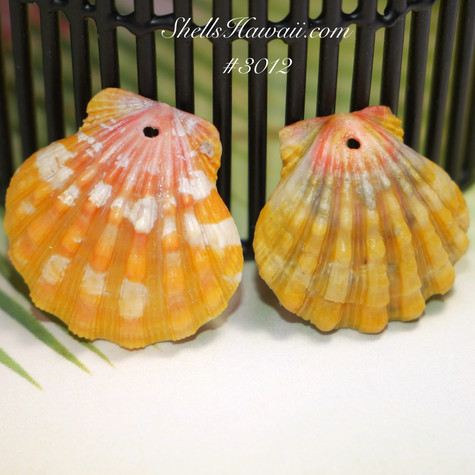 Hawaiian Sunrise shells supply #3012 - ShellsHawaii.com