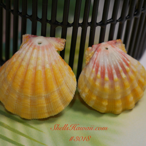 Sunrise shells supply from Hawaii #3018 - ShellsHawaii.com