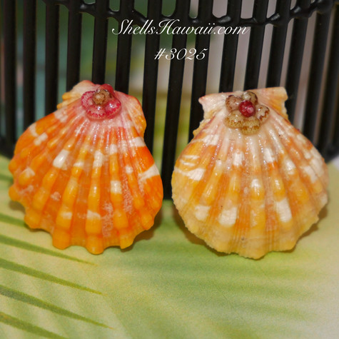Beautiful rare Hawaiian Sunrise shells #3025 - ShellsHawaii.com